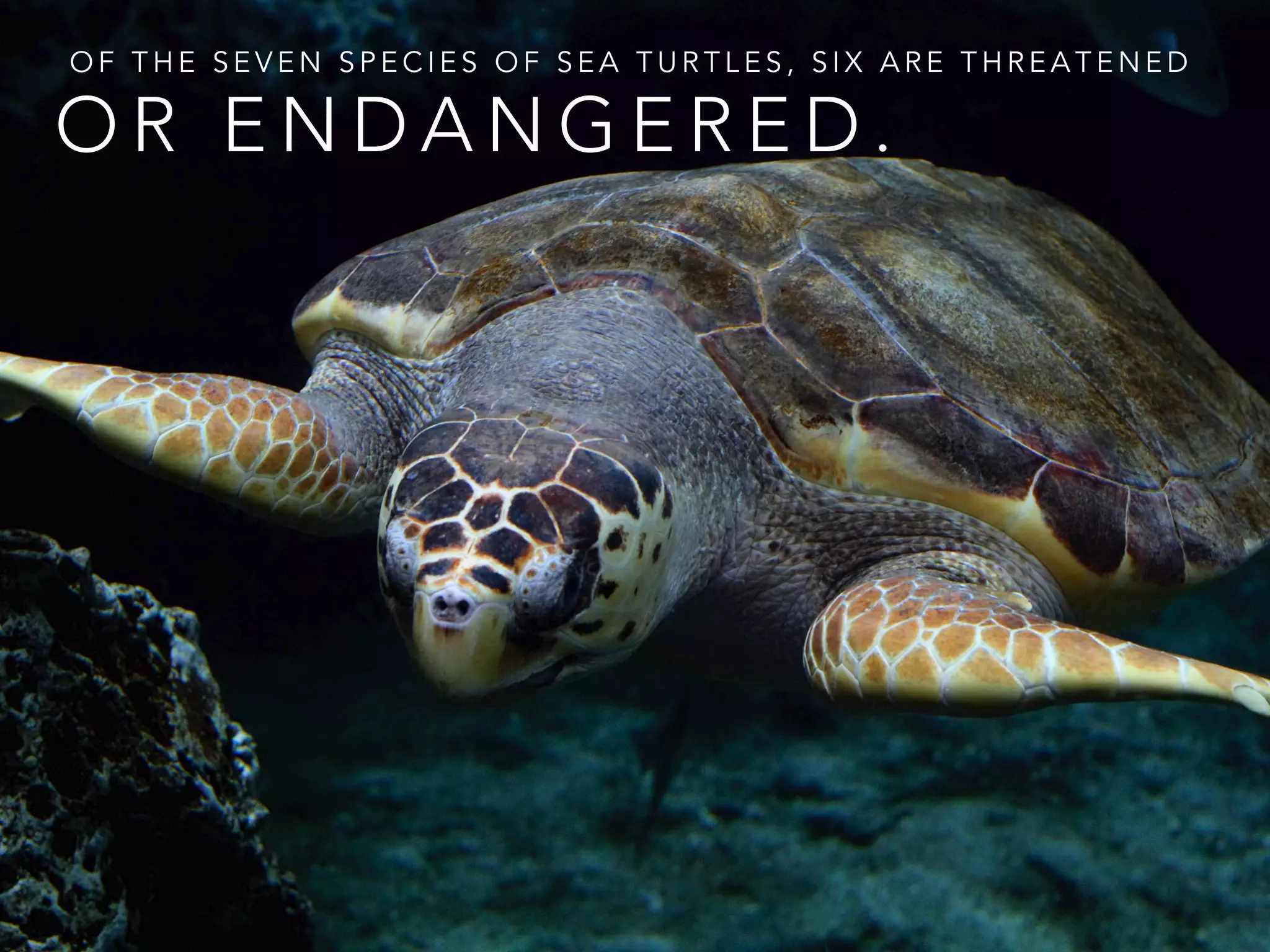 The Cutest Sea Turtle Slideshow Ever | PDF