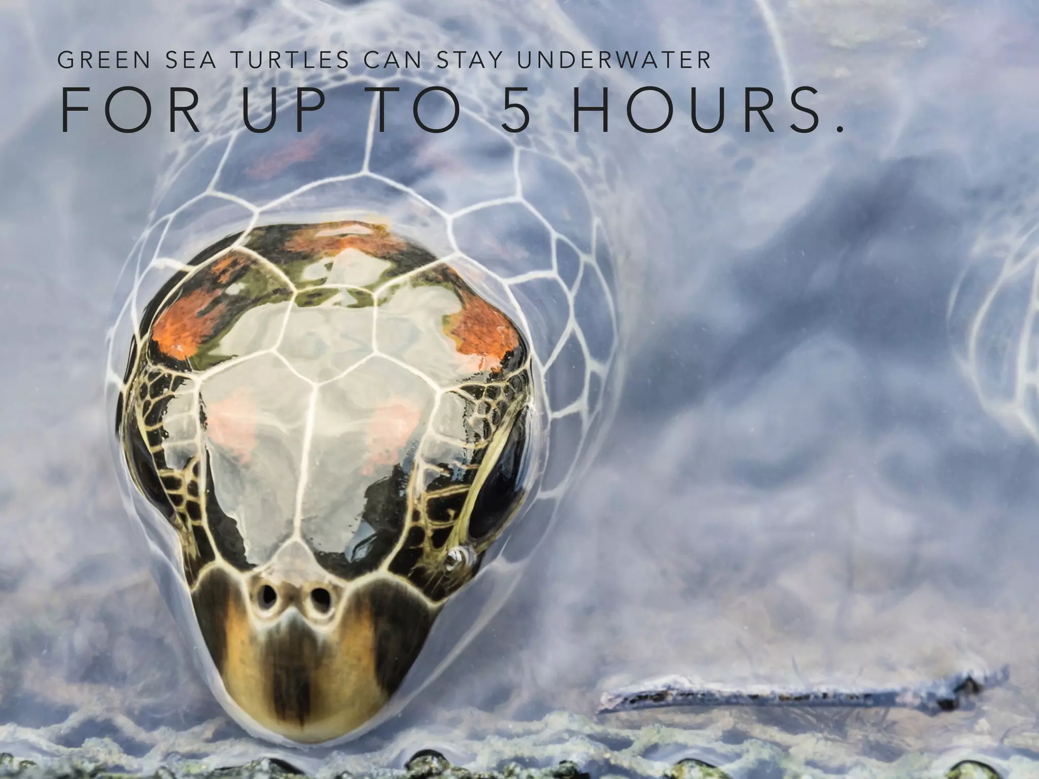 The Cutest Sea Turtle Slideshow Ever | PDF