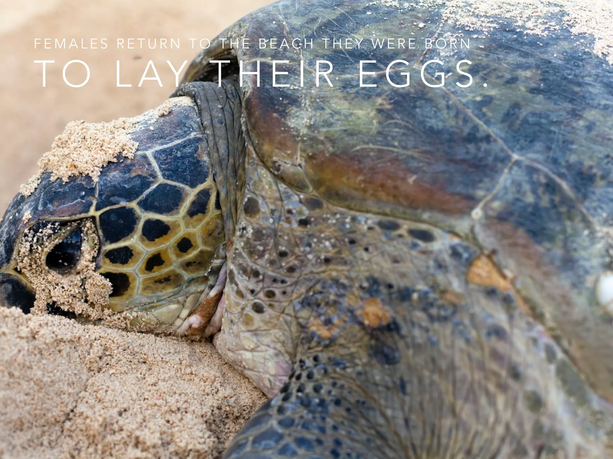 The Cutest Sea Turtle Slideshow Ever | PDF