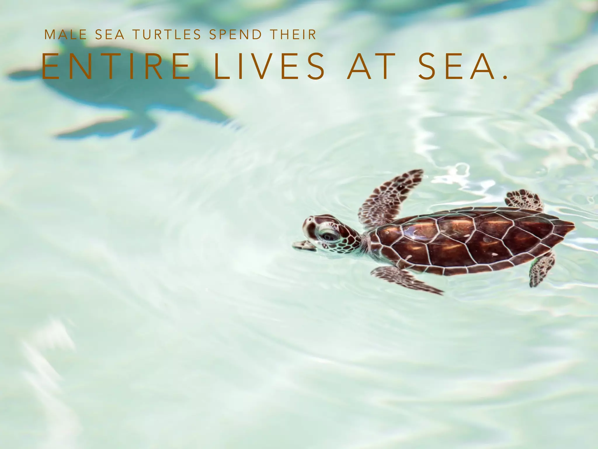 The Cutest Sea Turtle Slideshow Ever | PDF