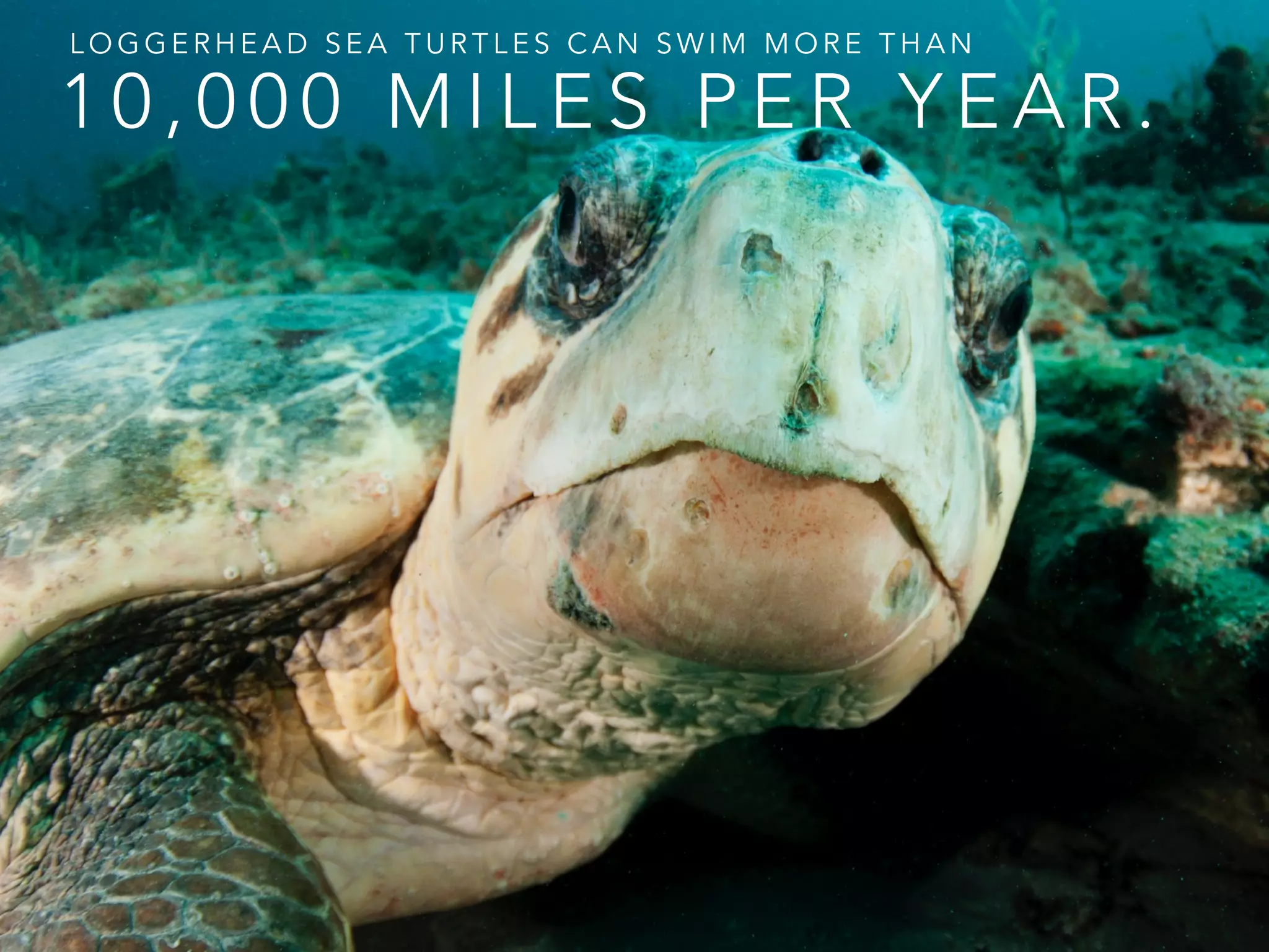 The Cutest Sea Turtle Slideshow Ever | PDF
