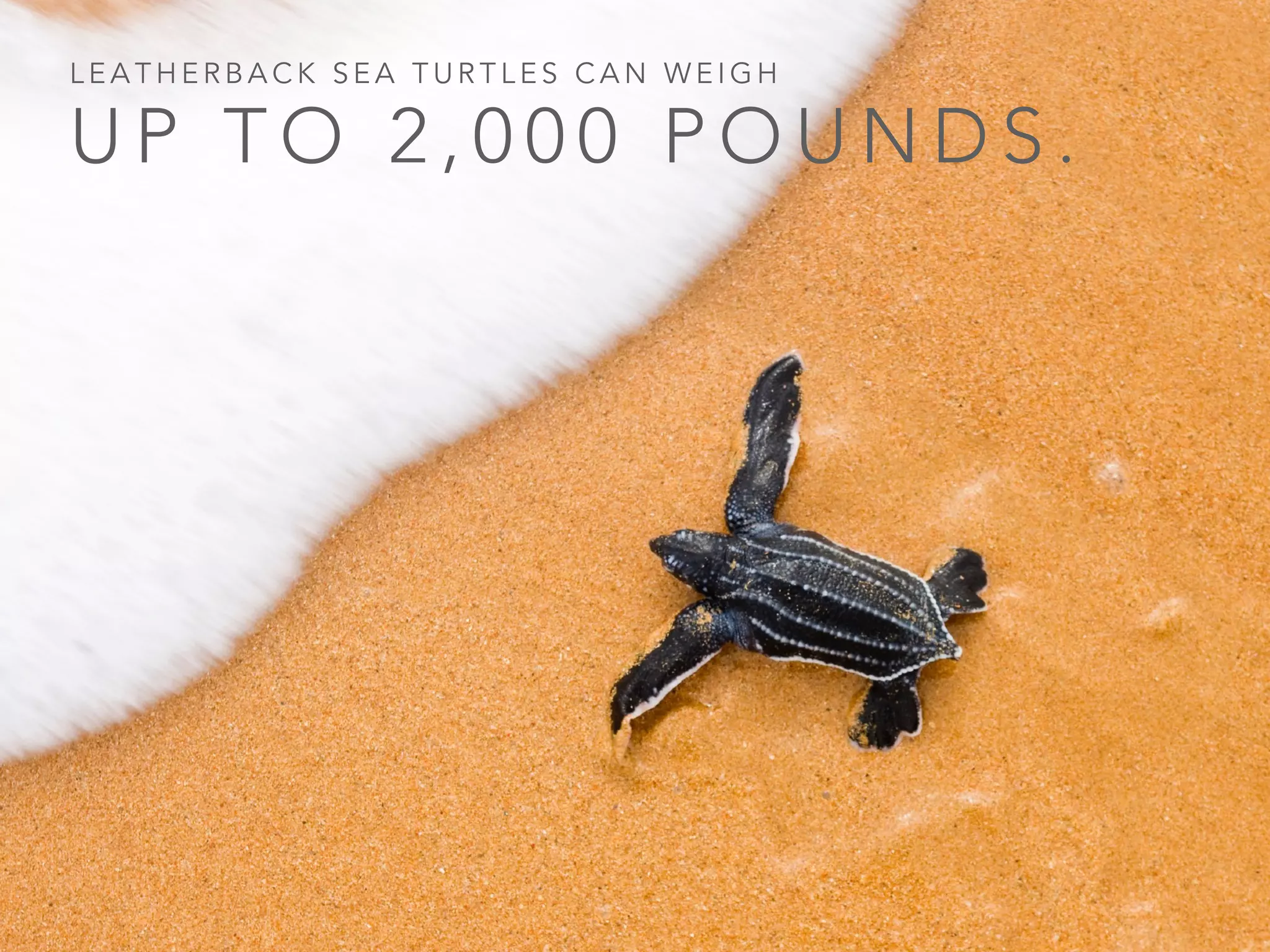 The Cutest Sea Turtle Slideshow Ever | PDF