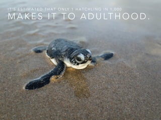 The Cutest Sea Turtle Slideshow Ever | PDF