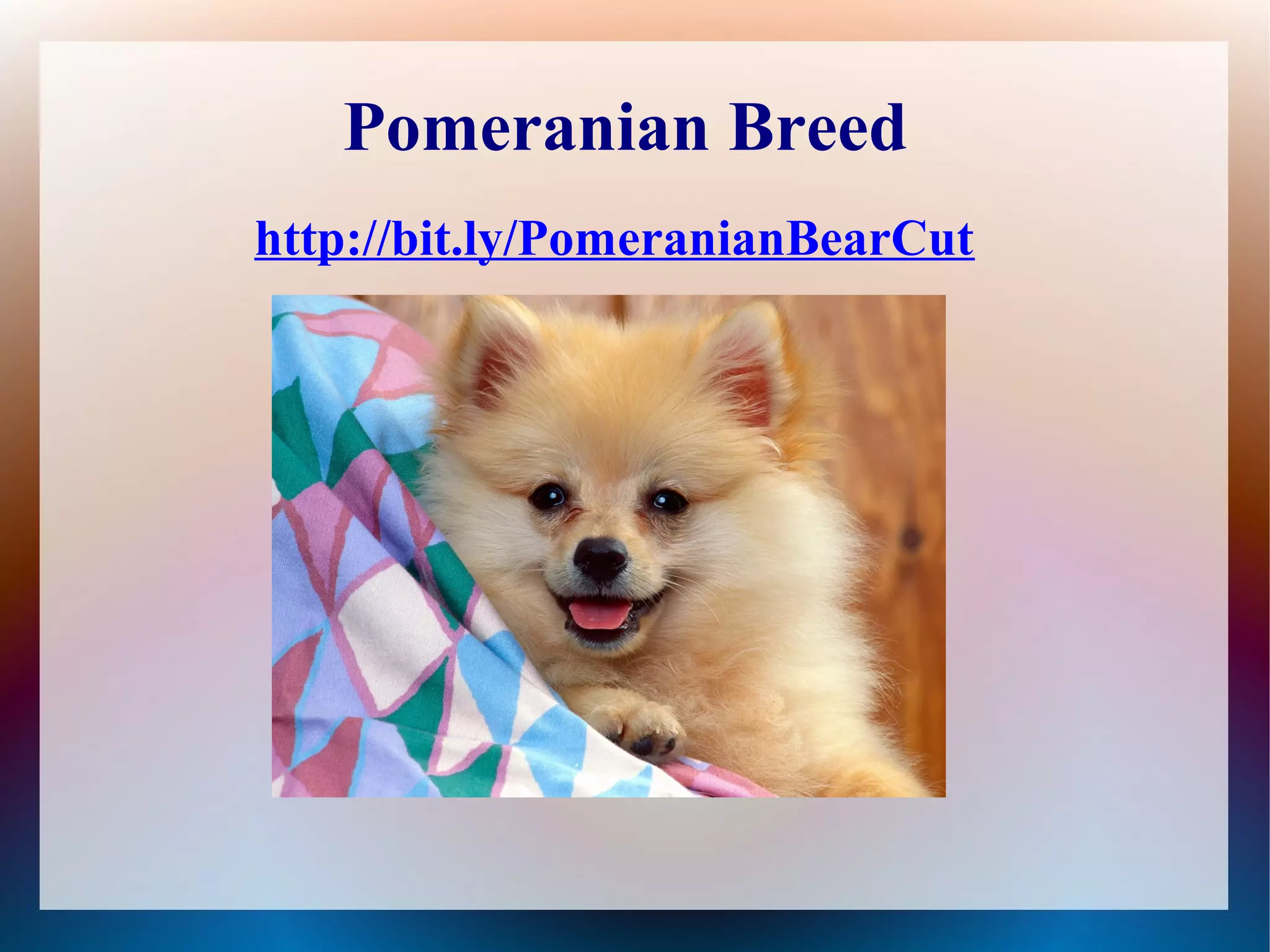 Cute teddy pics | PPT