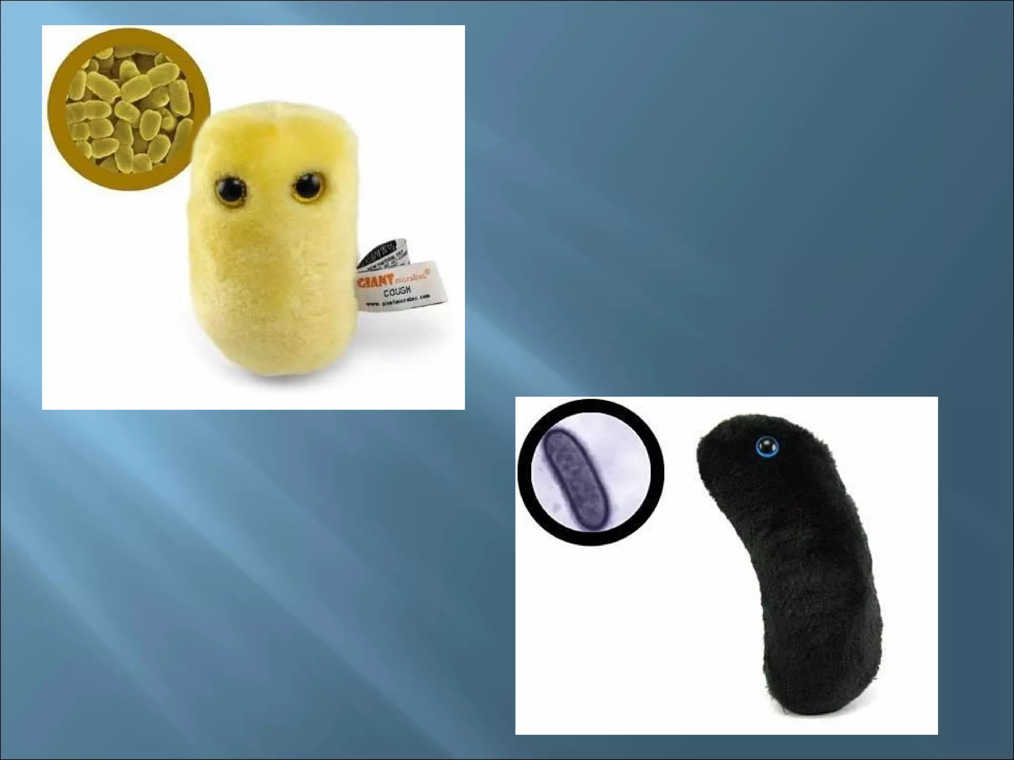 Cute Viruses And Bacteria Part Duex | PPT | Biological Sciences | Science