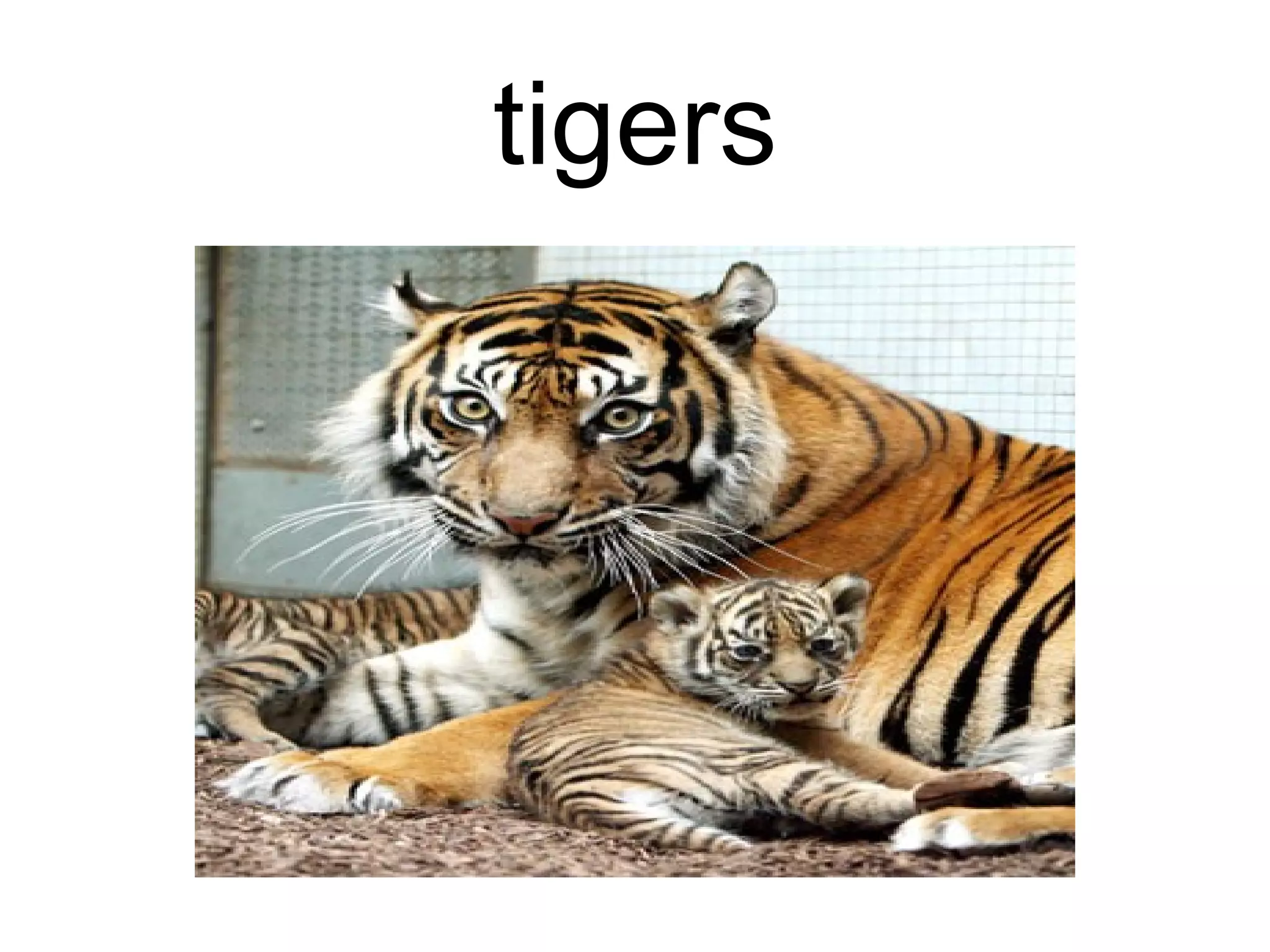 Cute wild animals | PPT