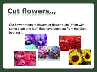 Cut flower production in sl | PPTX