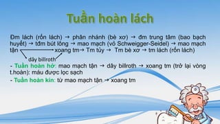Cấu trúc và chức năng của lách | PPTX