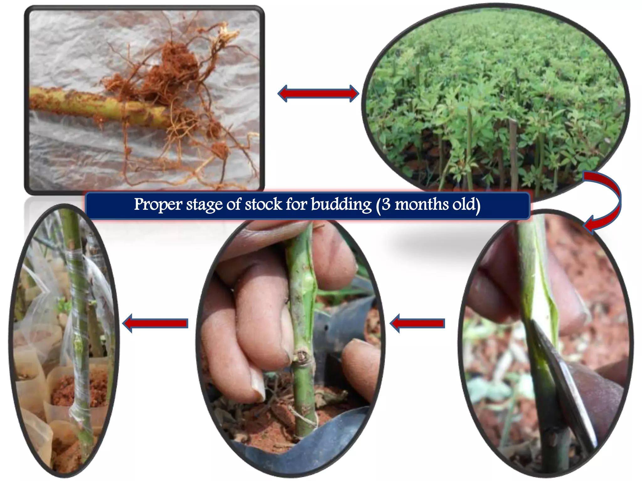 Cut Rose or Dutch rose.ppt