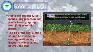 Cuttings(hort 301) | PPTX