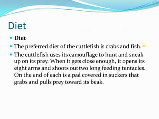 Cuttle fish! | PPTX