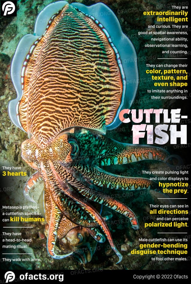 Cuttlefish facts | PDF