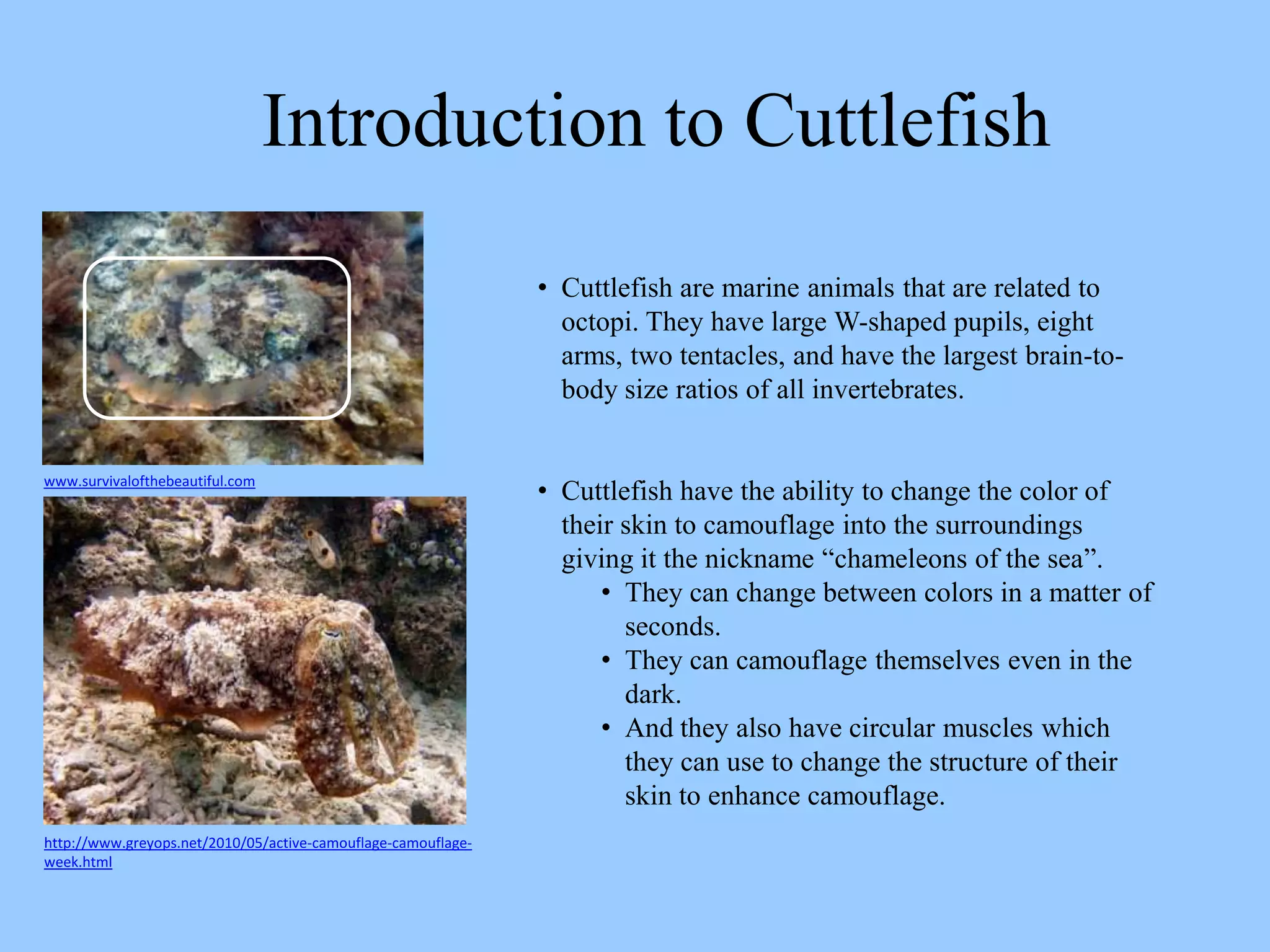 Cuttlefish masters of camouflage | PPTX