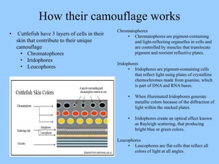 Cuttlefish masters of camouflage | PPTX