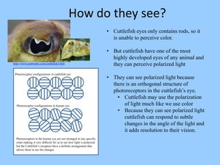 Cuttlefish masters of camouflage | PPT