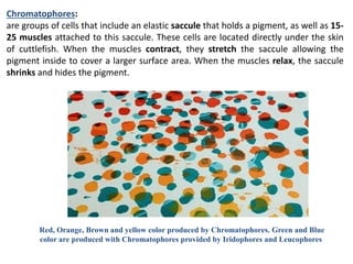 Cuttlefish optimization algorithm 1 CFA ppt lecture slide | PPT