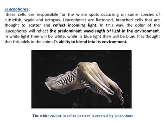 Cuttlefish optimization algorithm 1 CFA ppt lecture slide | PPTX