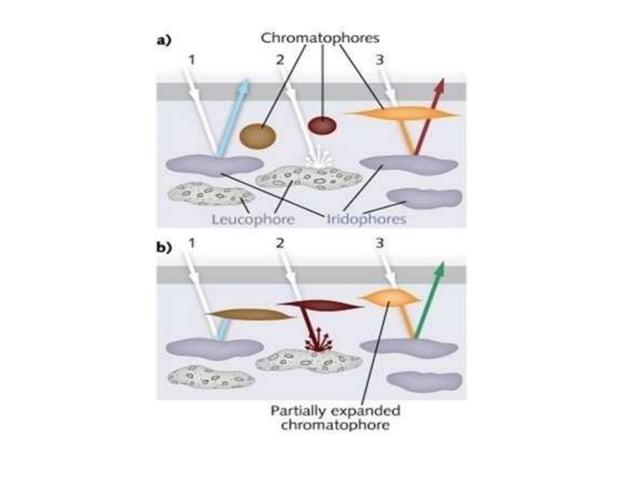 Cuttlefish optimization algorithm 1 CFA ppt lecture slide | PPT