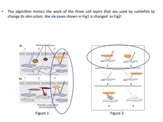 Cuttlefish optimization algorithm 1 CFA ppt lecture slide | PPT