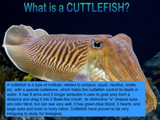 Cuttlefish presentation (3) | PPT