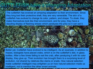 Cuttlefish presentation (3) | PPT