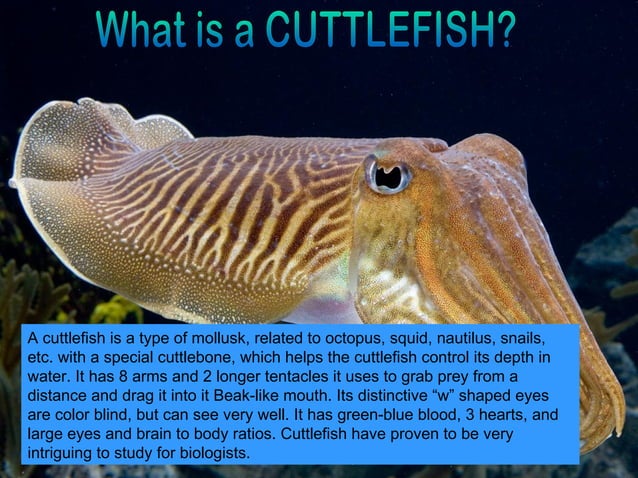 Cuttlefish presentation mp | PPT | Biological Sciences | Science