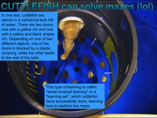 Cuttlefish presentation mp | PPT