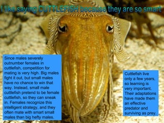 Cuttlefish presentation mp | PPT