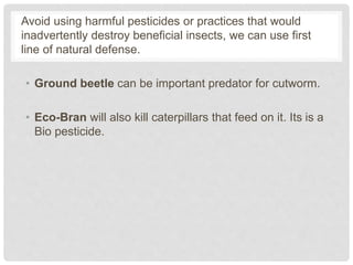 Cut worm | PPTX | Agriculture | Industries