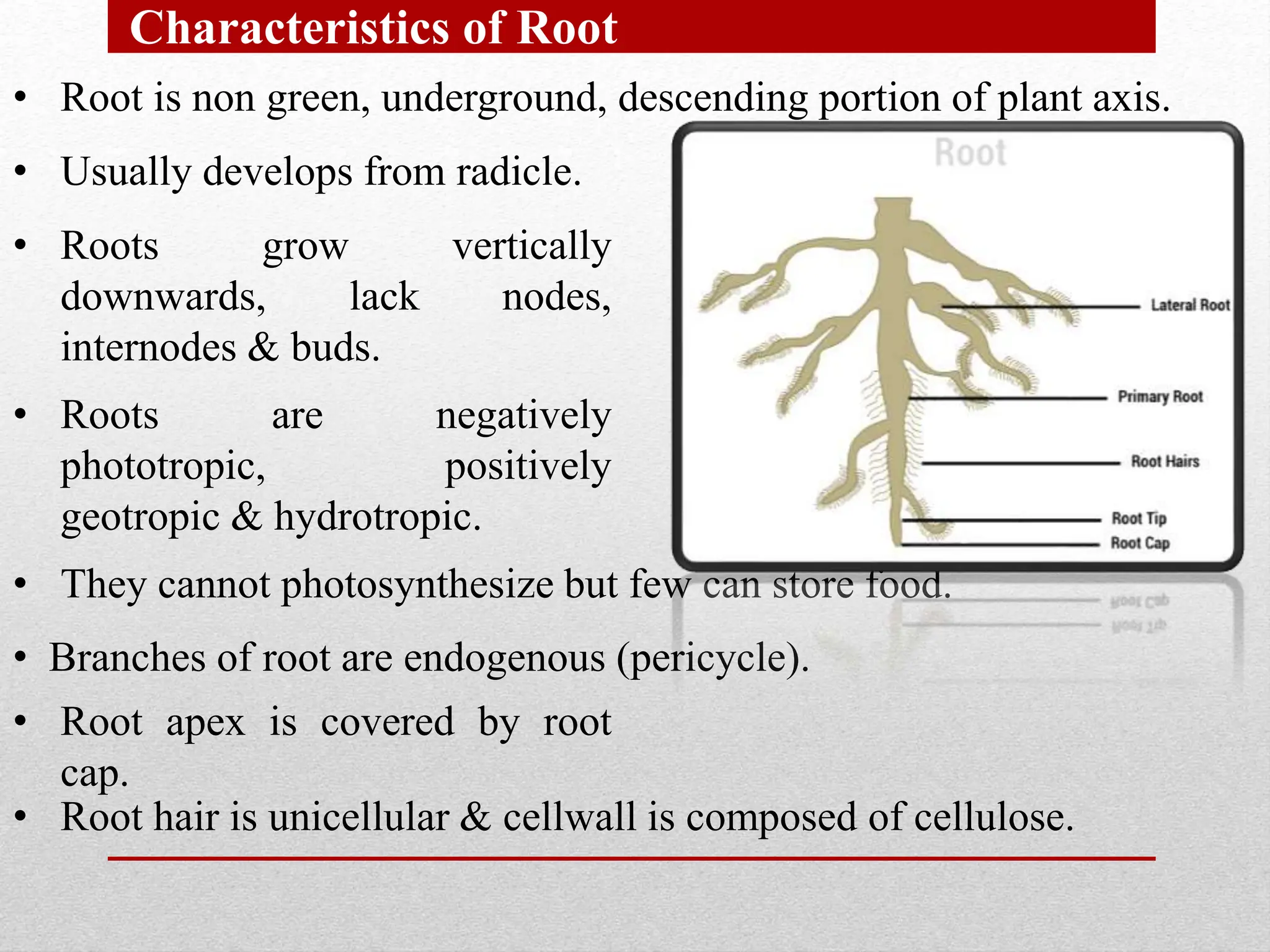 Chapter_9_Morphology_of_Flowering_Plants.pptx