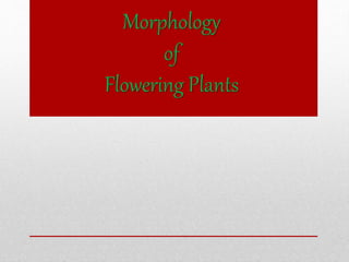 Chapter_9_Morphology_of_Flowering_Plants.pptx
