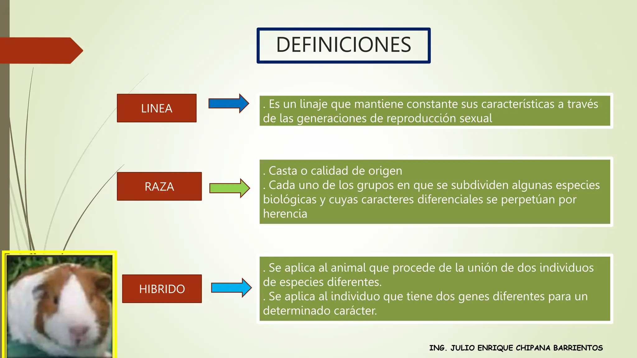 CUYES ( clasificaciòn de cuyes , lineas, | PPTX