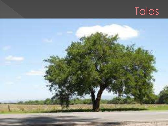 Informacion sobre la region de cuyo. | PPTX