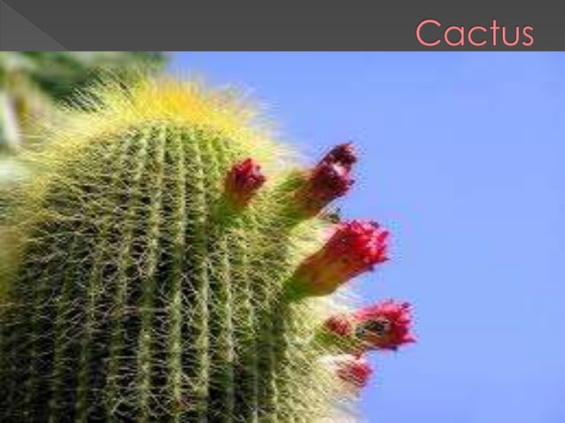 Informacion sobre la region de cuyo. | PPTX