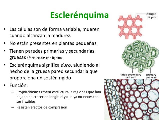 Cv 8 tejidos vegetales2015