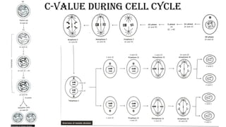 C value, Cot Curve & Rot Curve L1-3.pdf