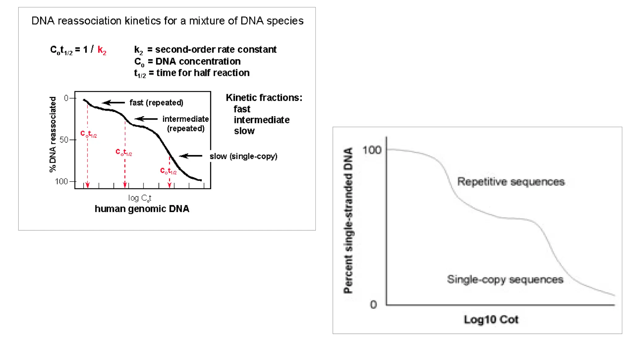 C Value Paradox/Enigma and Cot Curve Analysis | PPTX