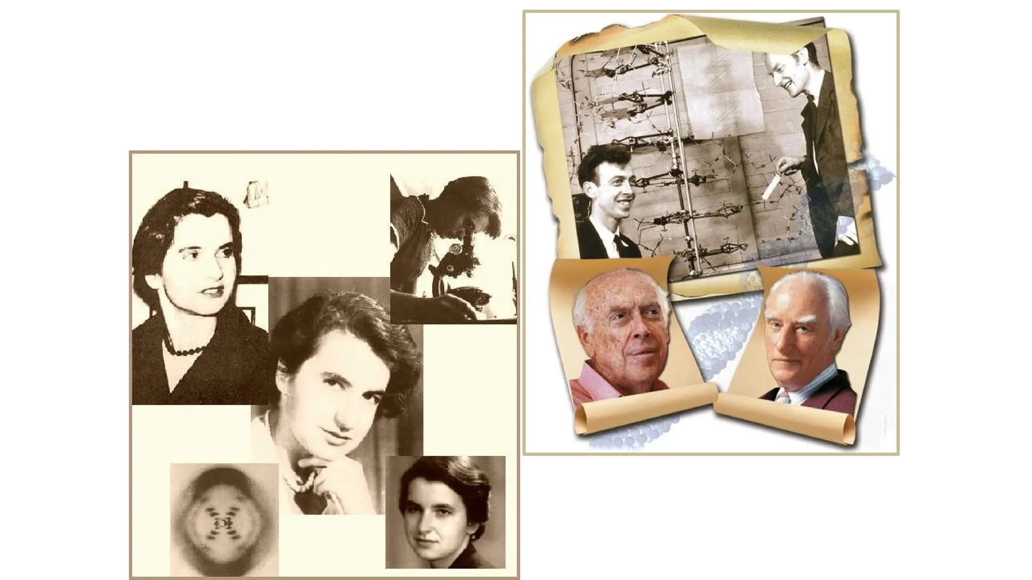 C Value Paradox/Enigma and Cot Curve Analysis | PPTX