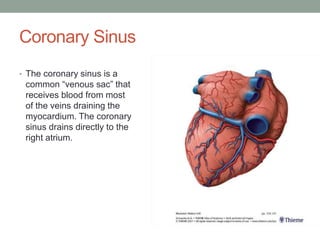 Cardiovascular Anatomy | PPTX