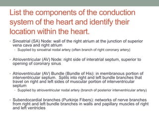 Cardiovascular Anatomy | PPTX