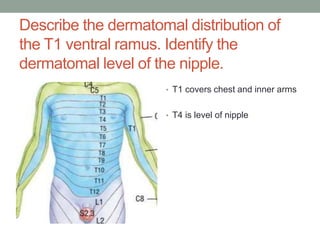 Cardiovascular Anatomy | PPTX