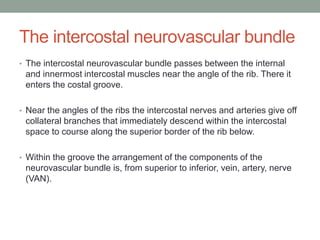 Cardiovascular Anatomy | PPTX