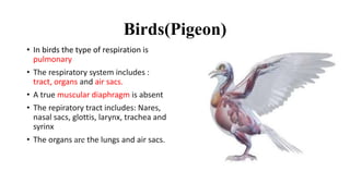 Respiratory system; birds, frog and lizard | PPTX