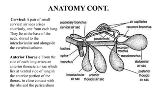 Respiratory system; birds, frog and lizard | PPTX