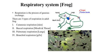 Respiratory system; birds, frog and lizard | PPTX