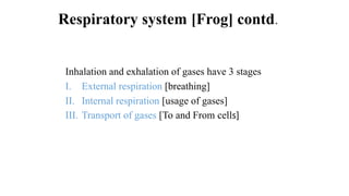 Respiratory system; birds, frog and lizard | PPTX