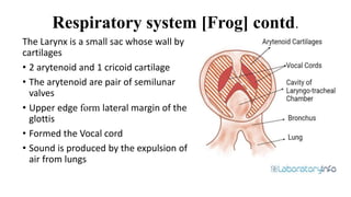 Respiratory system; birds, frog and lizard | PPTX