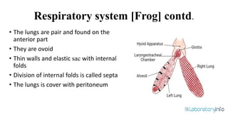 Respiratory system; birds, frog and lizard | PPTX