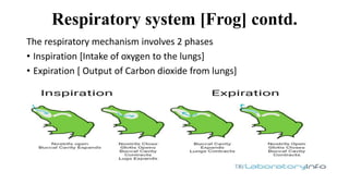 Respiratory system; birds, frog and lizard | PPTX