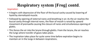 Respiratory system; birds, frog and lizard | PPTX